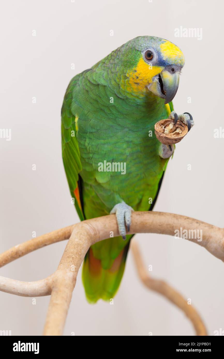 Amazon green parrot hi-res stock photography and images - Alamy