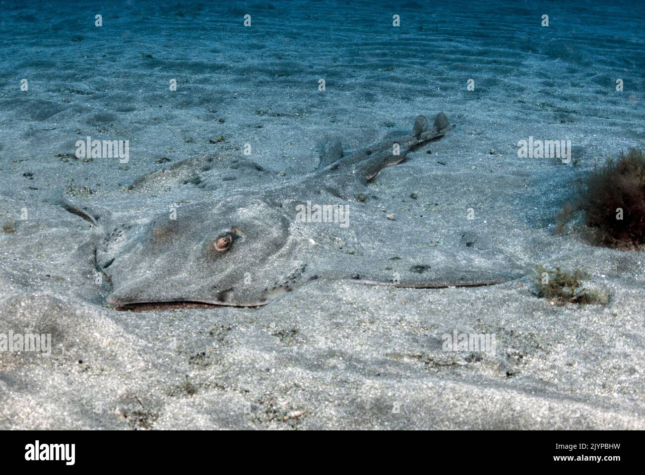 Bottlenose skate (Rostroraja alba). Rare species in the Canary ...