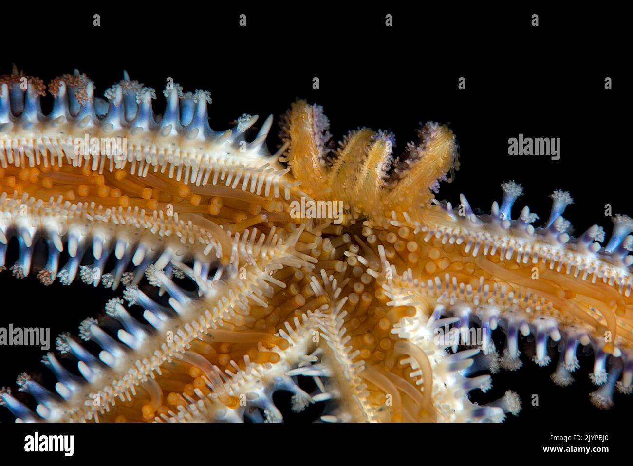 Blue starfish (Coscinasterias tenuispina). Clear example of ...