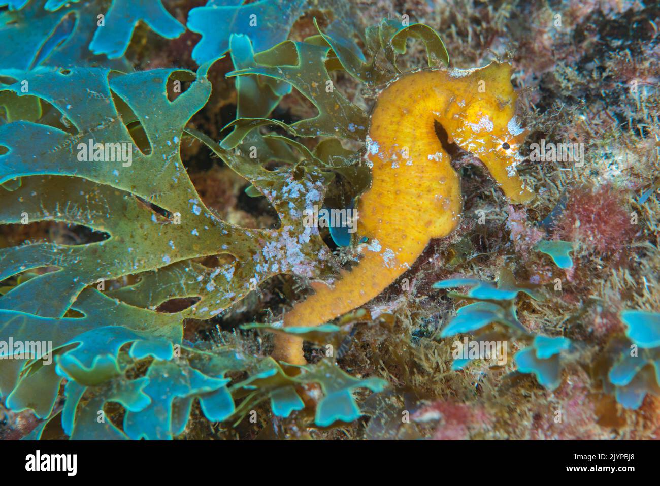 Sea-horse (Hippocampus hippocampus . Fish of the Canary Islands ...