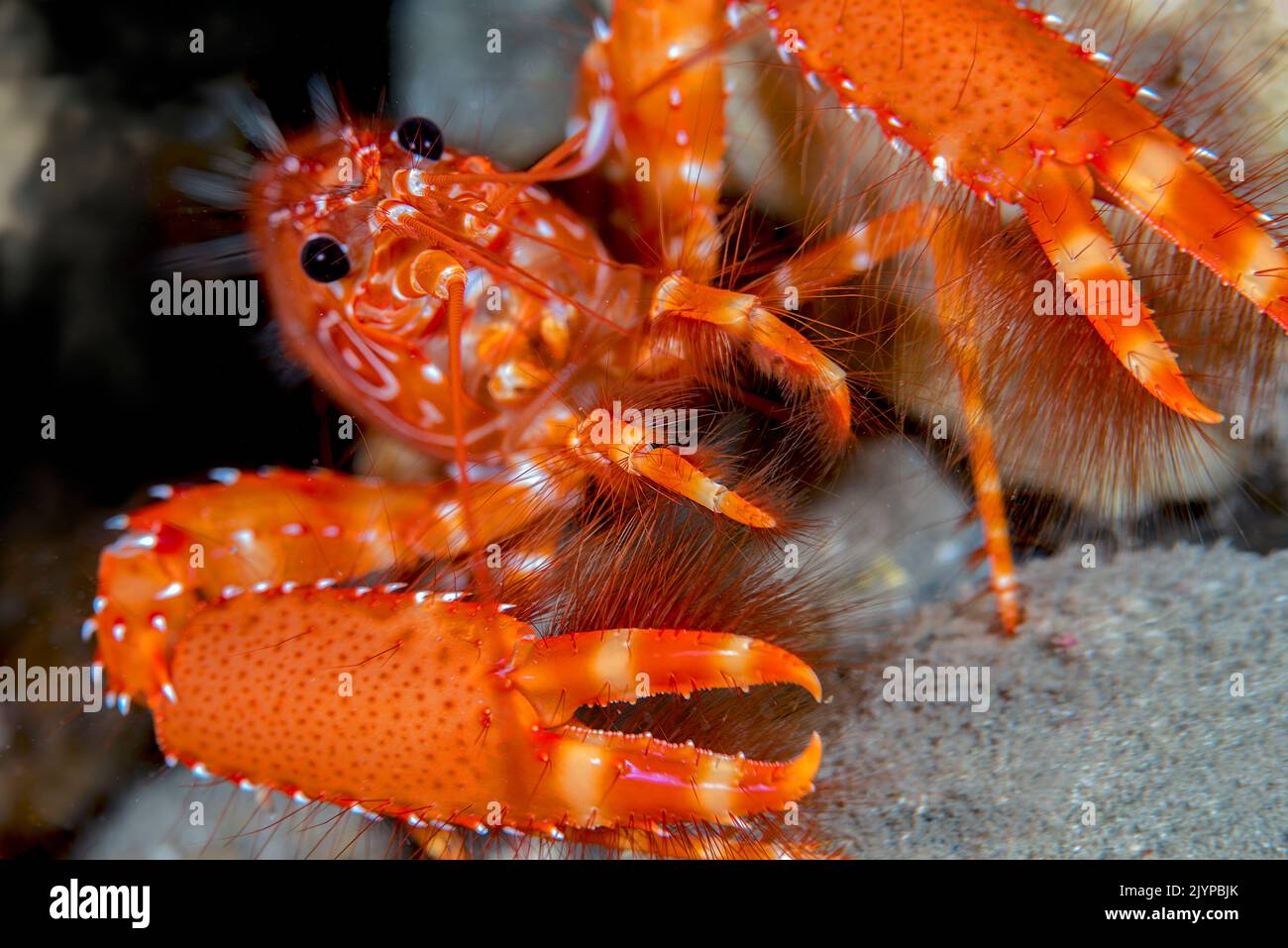 Red atlantic ref lobster (Enoplometopus antillensis). Carapace about 15 ...