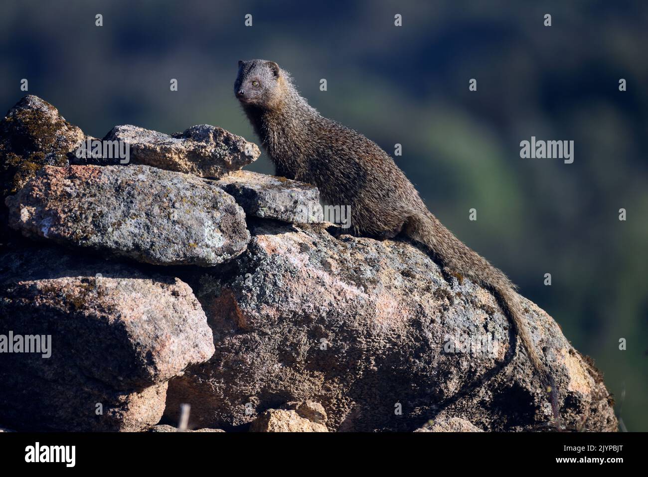 Egyptian mongoose (Herpestes ichneumon) on a rocky outcrop in spring ...