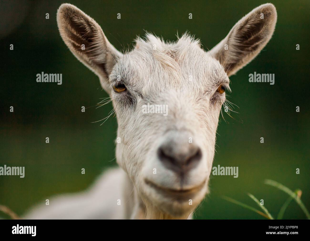 beautiful portrait of goat Stock Photo - Alamy