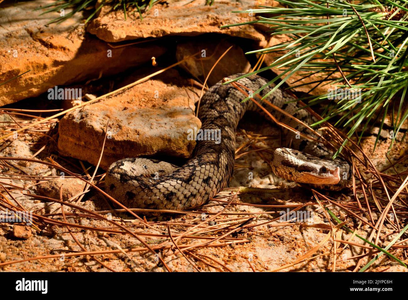 Parque nacional y natural de donana hi-res stock photography and images ...