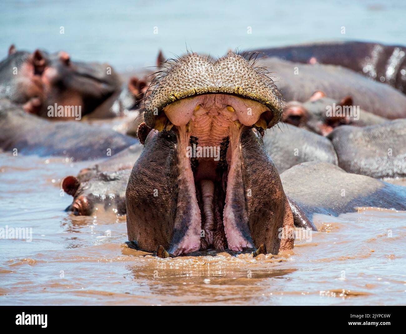 Hippo (Hippopotamus amphíbius) in water with wide open mouth. Serengeti ...