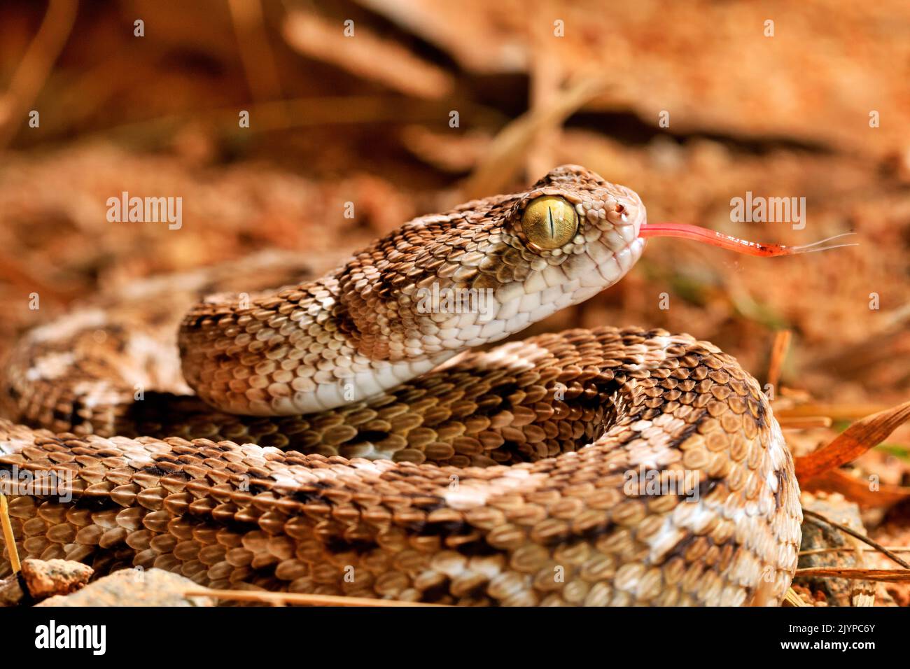 Sochurek's saw-scaled viper (Echis carinatus sochureki Stock Photo - Alamy