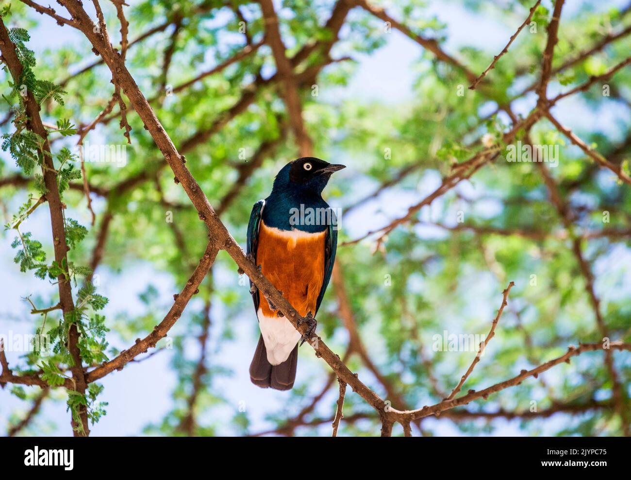 Superb Starling (Lamprotornis superbus) is sitting on a branch of ...