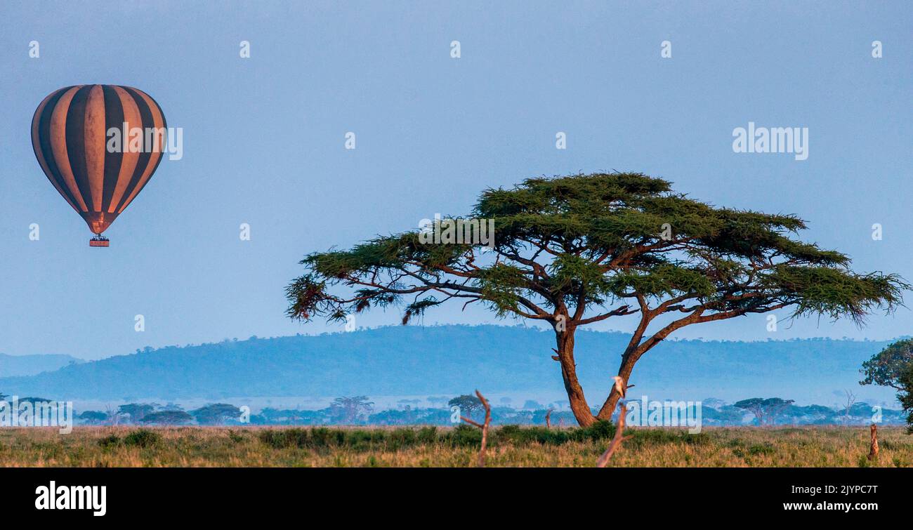 Balloon with tourists flies over the savannah in the Serengeti National ...