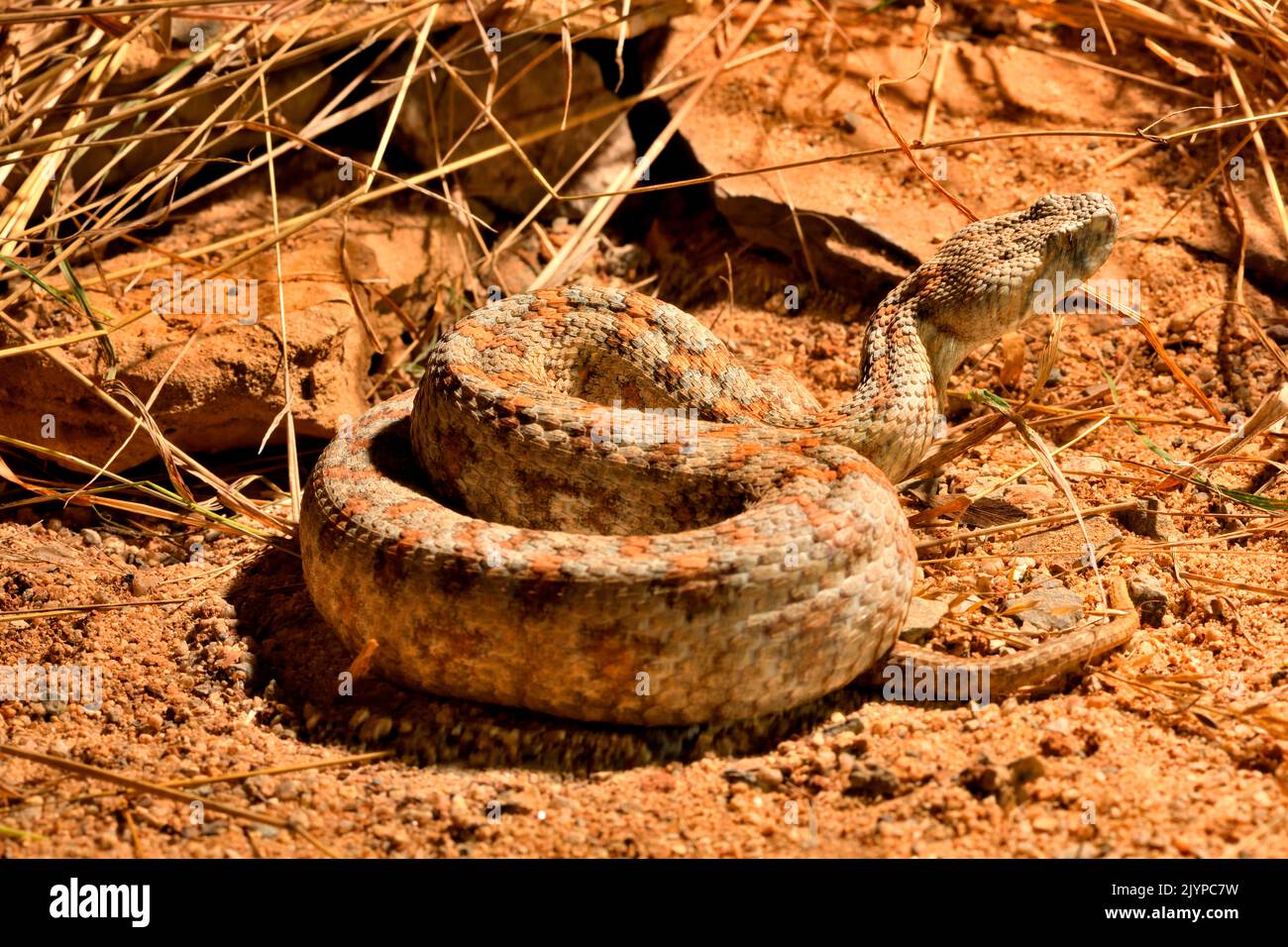 Turan blunt-nosed viper (Macrovipera lebetina turanica), Tajikistan ...