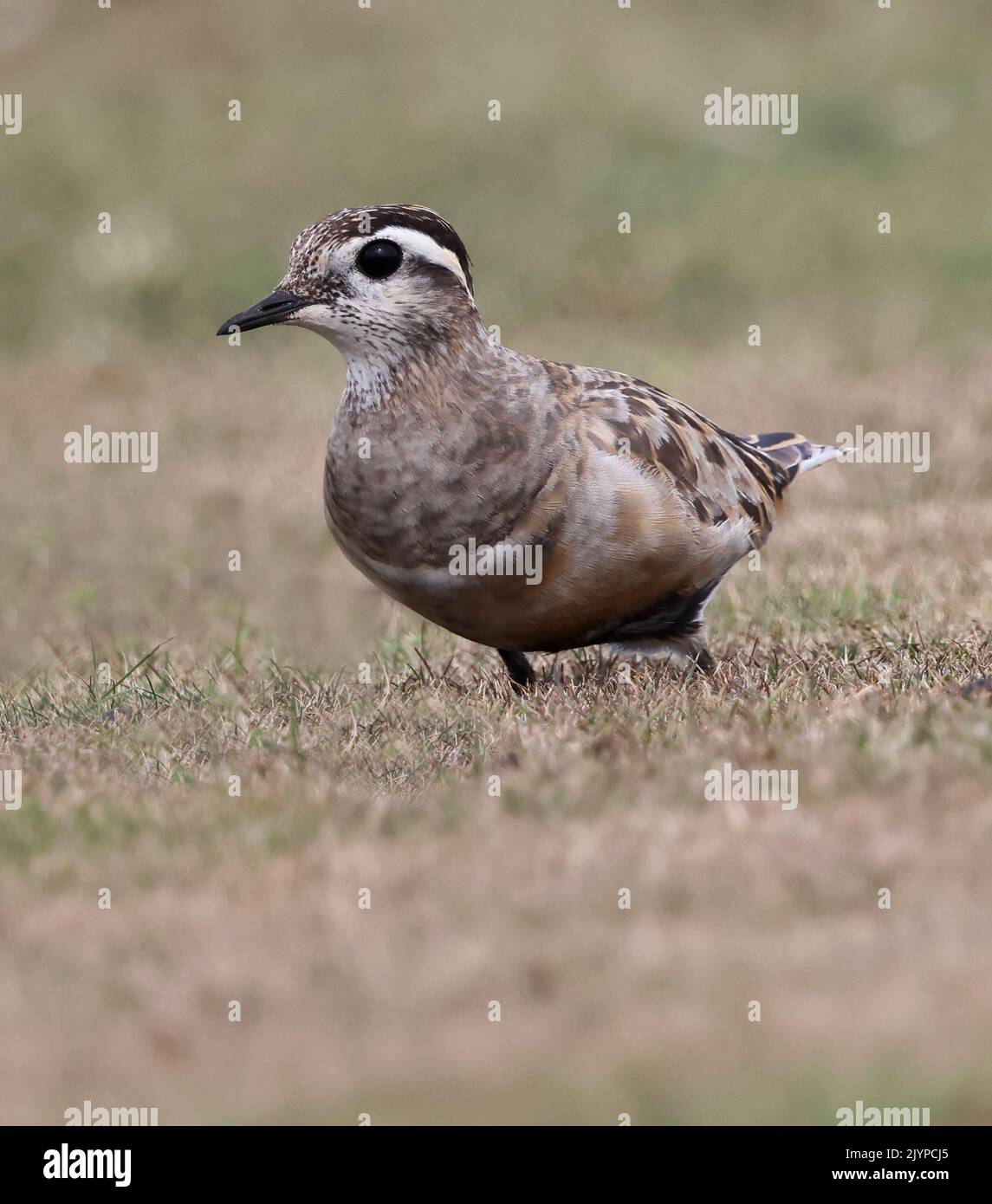 Dotterel visiting Cleeve Hill in Gloucestershire causing quite a stir ...
