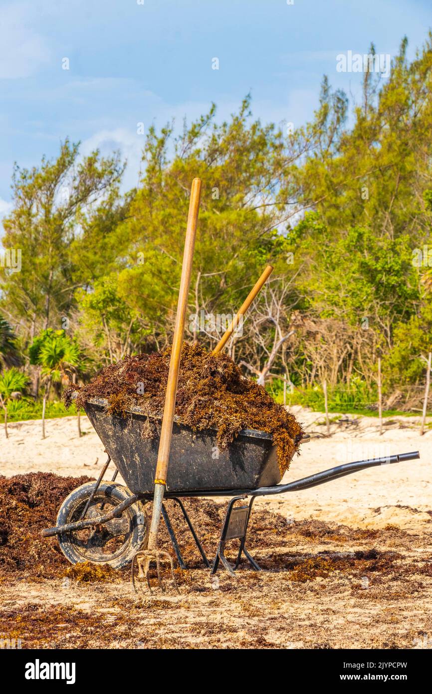 Cleaning the beach with wheelbarrow pitchfork Garden Rake Leaf Broom ...