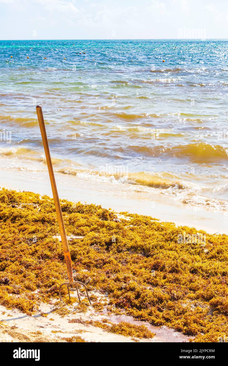 Cleaning the beach with wheelbarrow pitchfork Garden Rake Leaf Broom ...