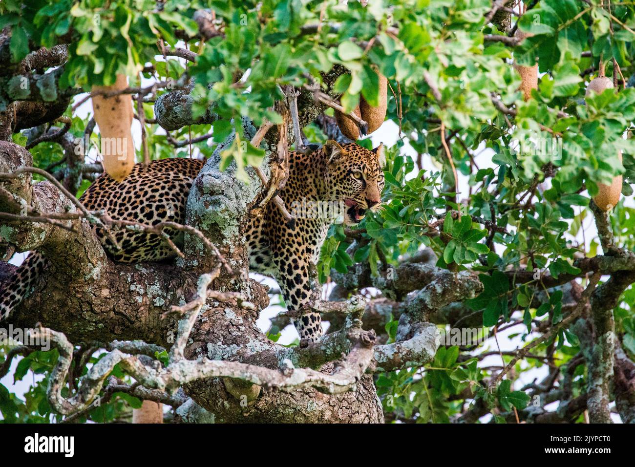 Leopard (Panthera pardus pardus) is looking out from behind a tree ...