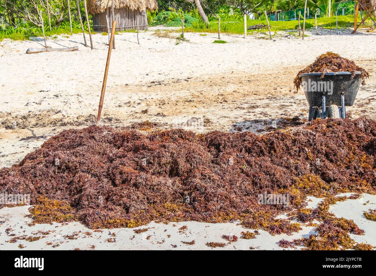 Cleaning the beach with wheelbarrow pitchfork Garden Rake Leaf Broom ...