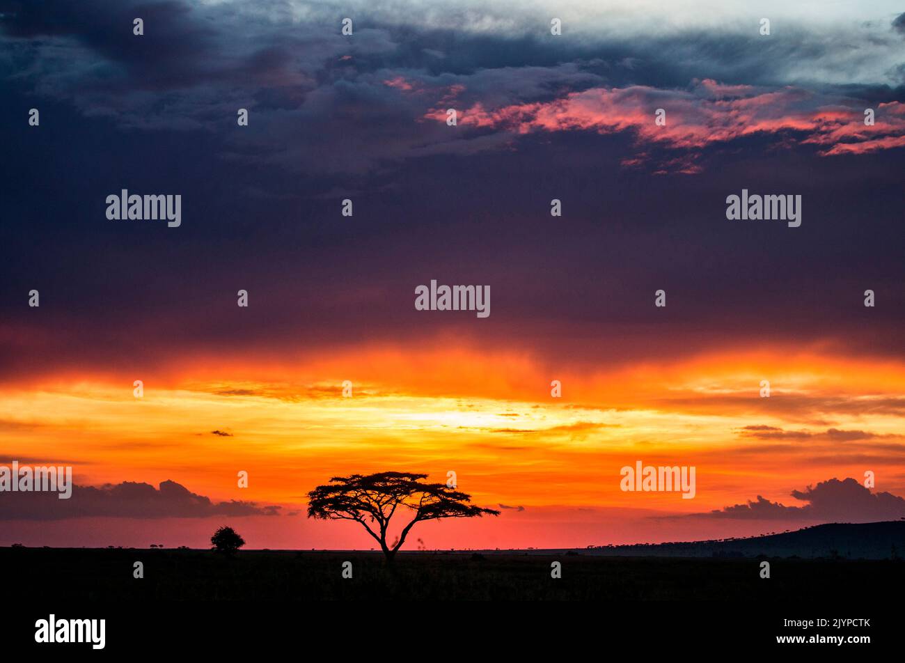 Solitary tree in the savanna against a background of a stunning sunset ...