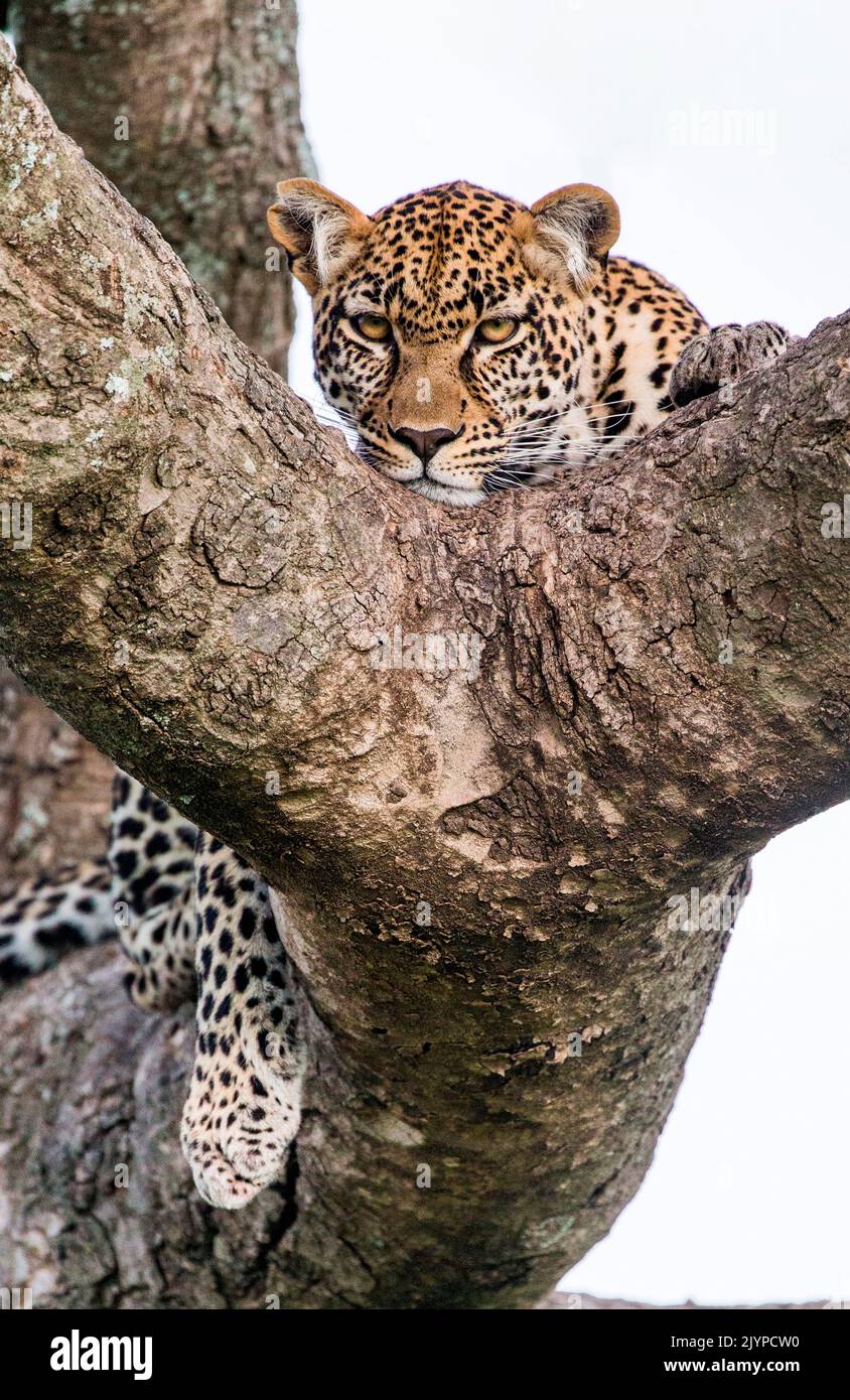 Portrait of a leopard (Panthera pardus pardus) on a tree. Close-up ...
