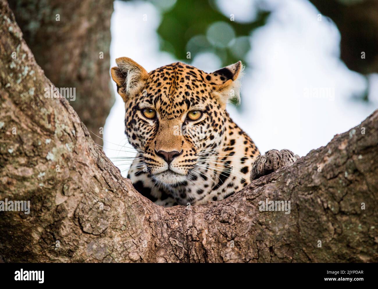 Portrait of a leopard (Panthera pardus pardus) on a tree. Close-up ...