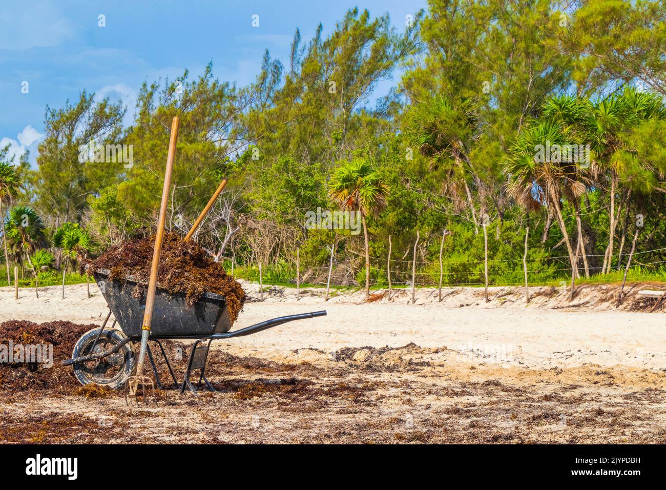 Cleaning the beach with wheelbarrow pitchfork Garden Rake Leaf Broom ...