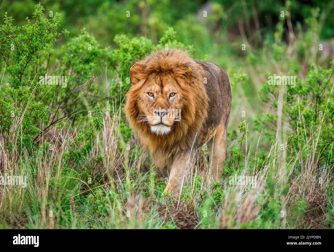 Big male lion (Panthera leo) in the grass. Serengeti National Park ...