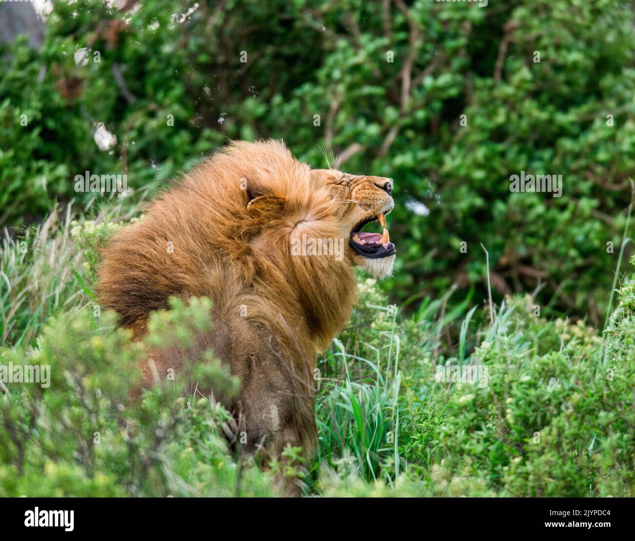 Big male lion (Panthera leo) is yawning in the grass. Serengeti ...