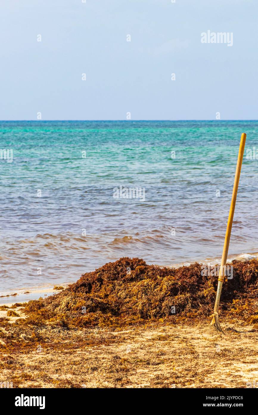 Cleaning the beach with wheelbarrow pitchfork Garden Rake Leaf Broom ...