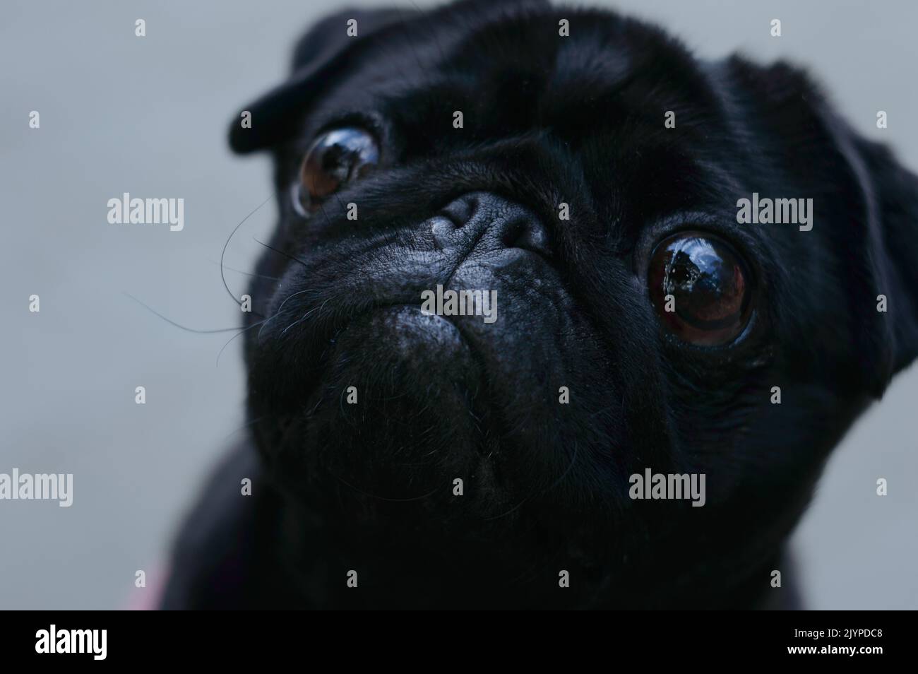 Adorable and little, black pug - is looking right into his owner's eyes ...