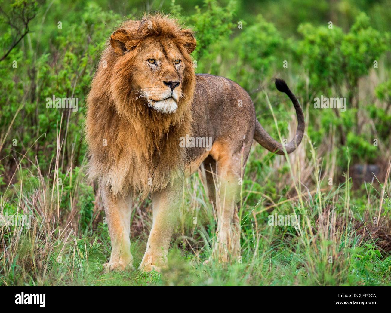 Big male lion (Panthera leo) in the grass. Serengeti National Park ...