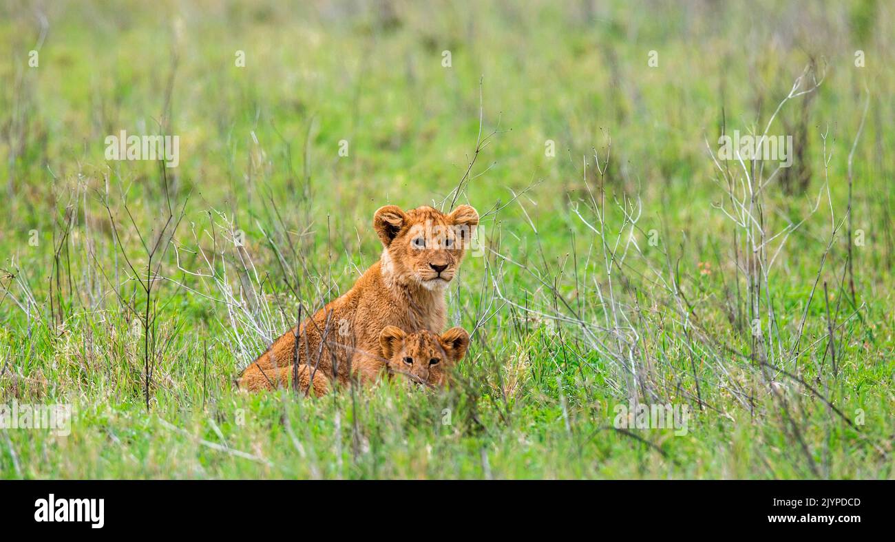 Two lion cubs (Panthera leo) are playing each other in the Serengeti ...