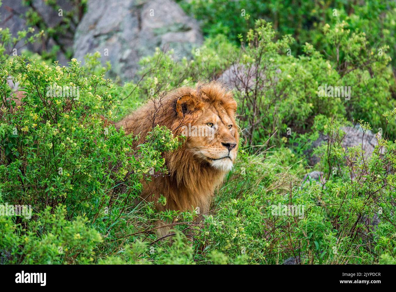 Portrait male lion in bush hi-res stock photography and images - Alamy