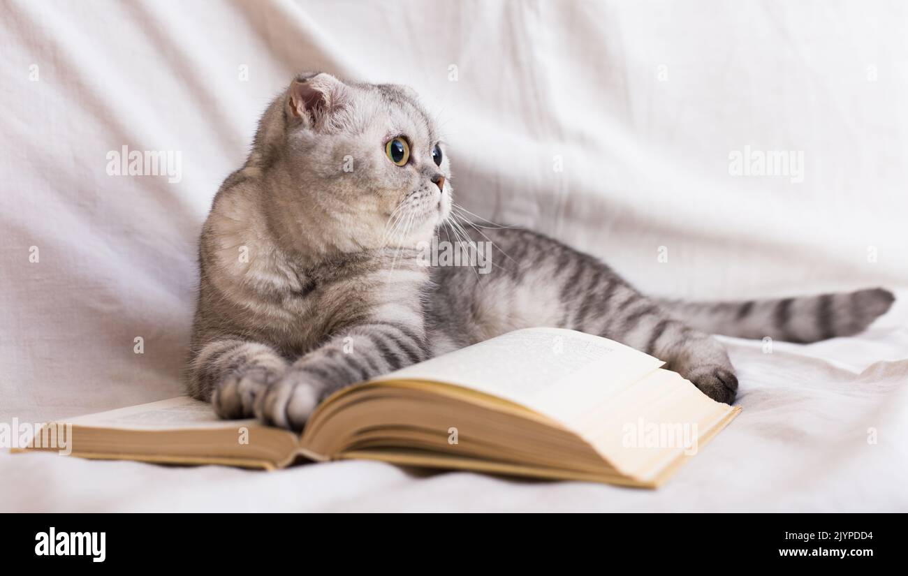 Interested cat lying near open book on white background Stock Photo - Alamy