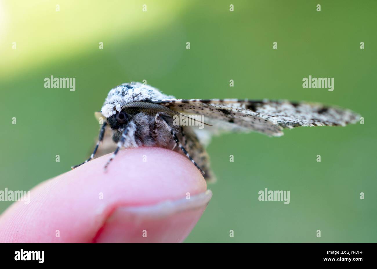 A Peppered Moth (Biston betularia) resting on thumb during a June day ...