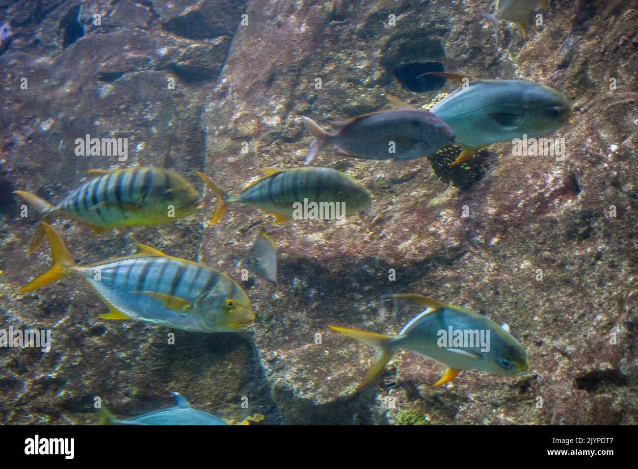 Beautiful colorful fish swims in the aquarium environment Stock Photo ...