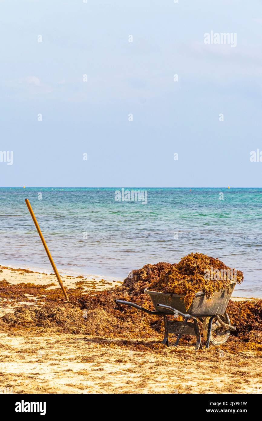 Cleaning the beach with wheelbarrow pitchfork Garden Rake Leaf Broom ...