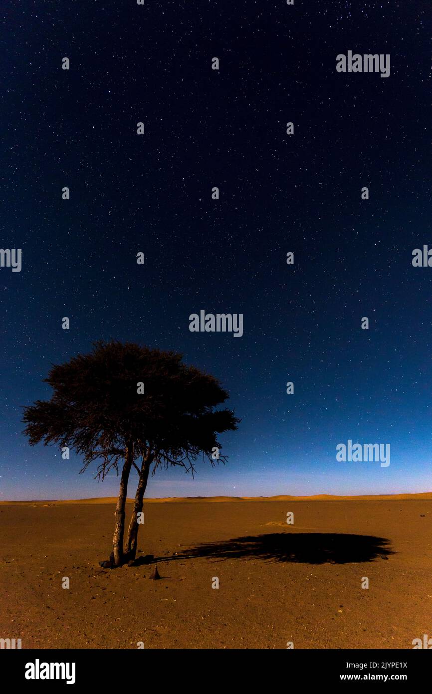 Acacia at night, Merzouga, Morocco, Sahara desert Stock Photo - Alamy