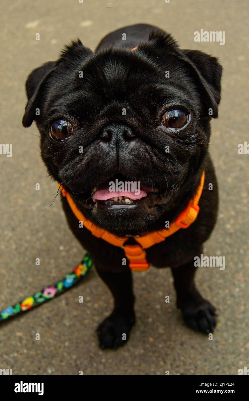 Black pug outside hi-res stock photography and images - Alamy