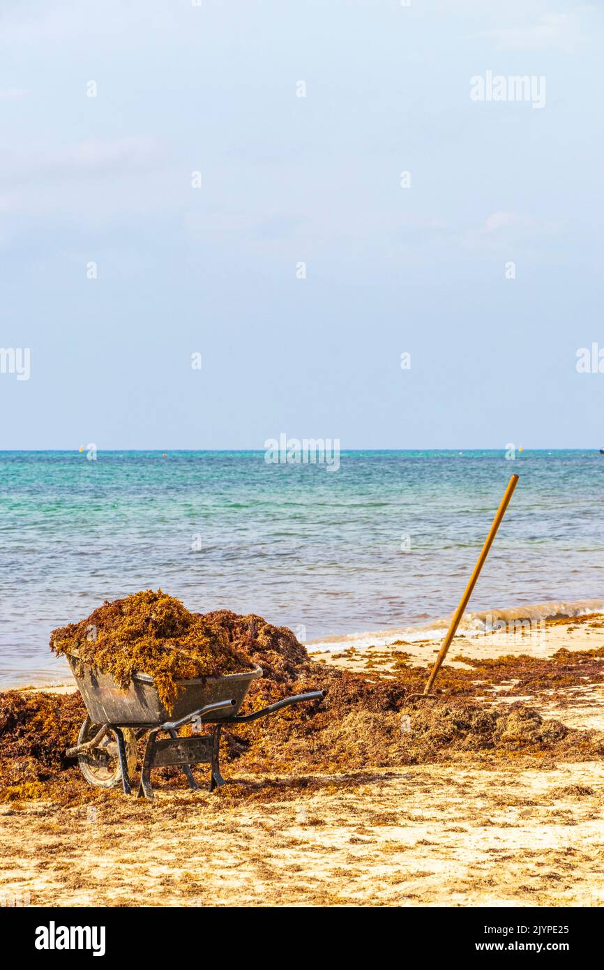 Cleaning the beach with wheelbarrow pitchfork Garden Rake Leaf Broom ...