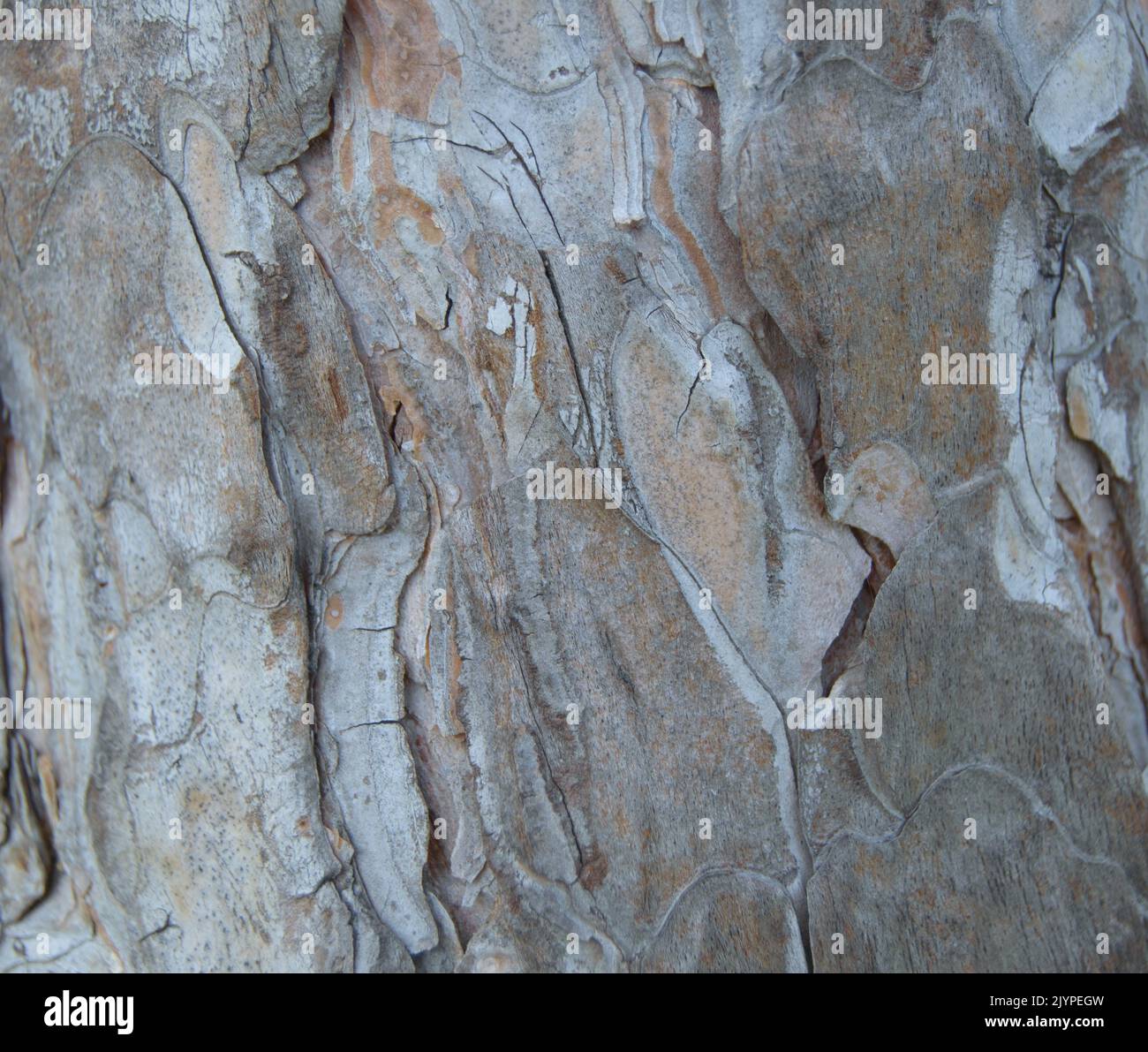 Bark surface of a conifer tree. Background picture Stock Photo - Alamy