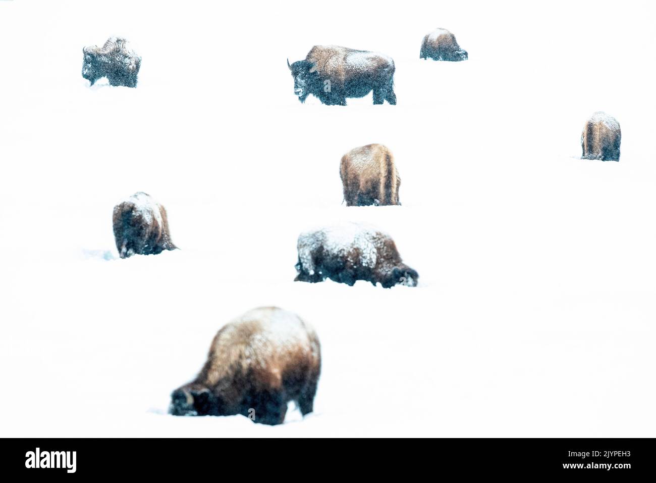 American Bison (Bison bison) in snow in winter, Yellowstone National ...