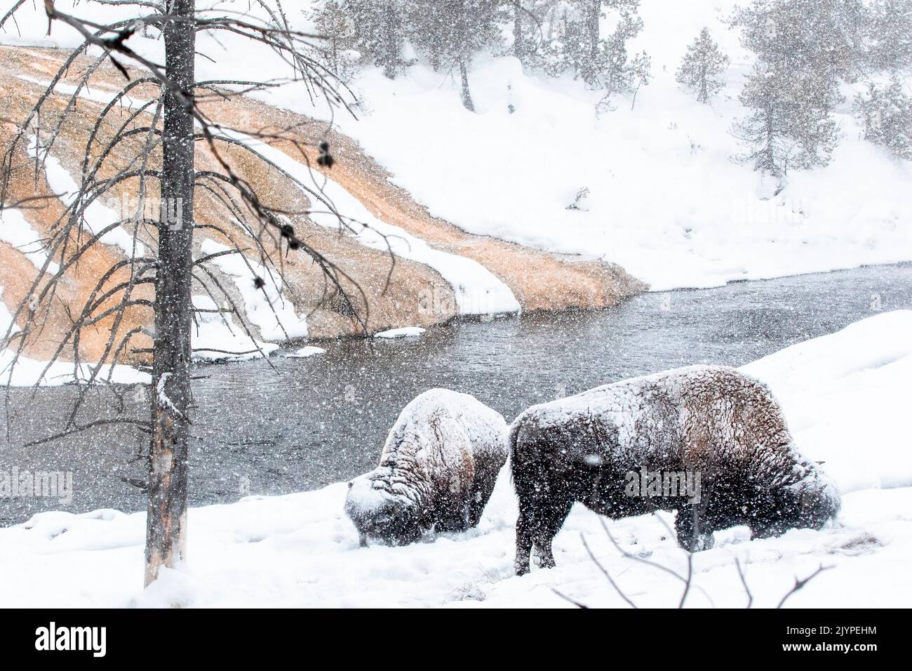 American Bison (Bison bison) in winter near old faithfull, Yellowstone ...