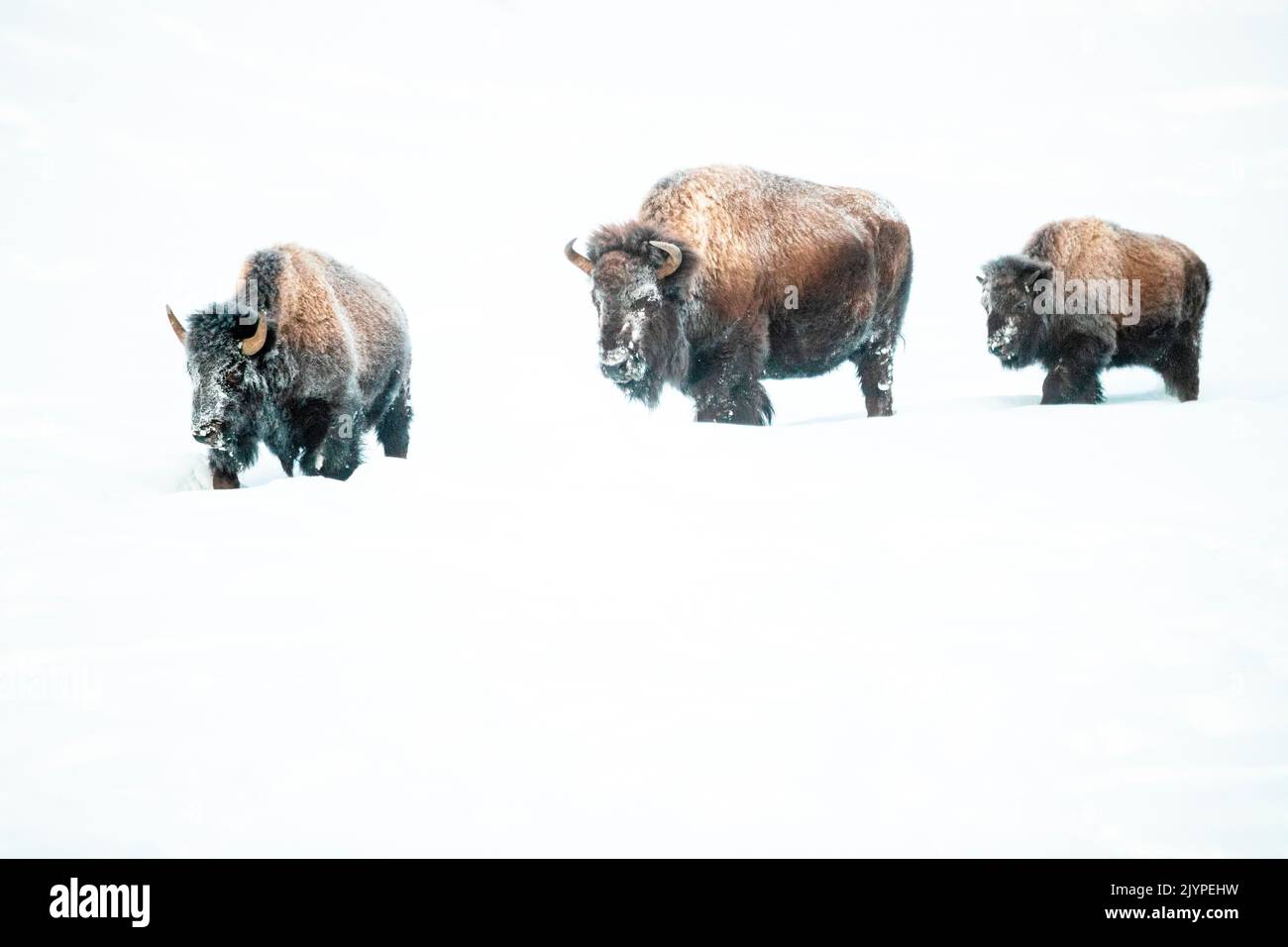 American Bison (Bison bison) in snow in winter, Yellowstone National ...