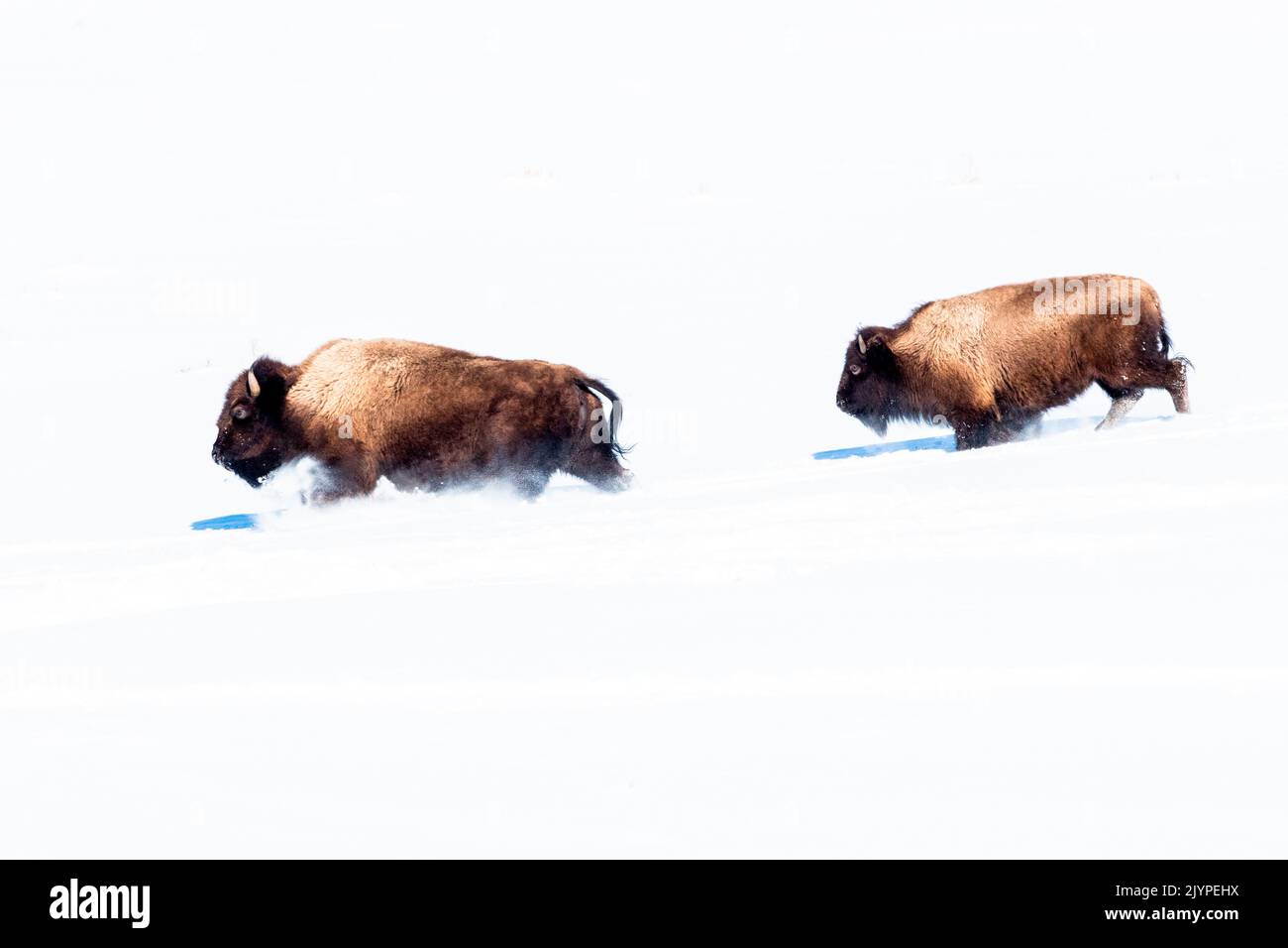 American Bison (Bison bison) in snow in winter, Yellowstone National ...