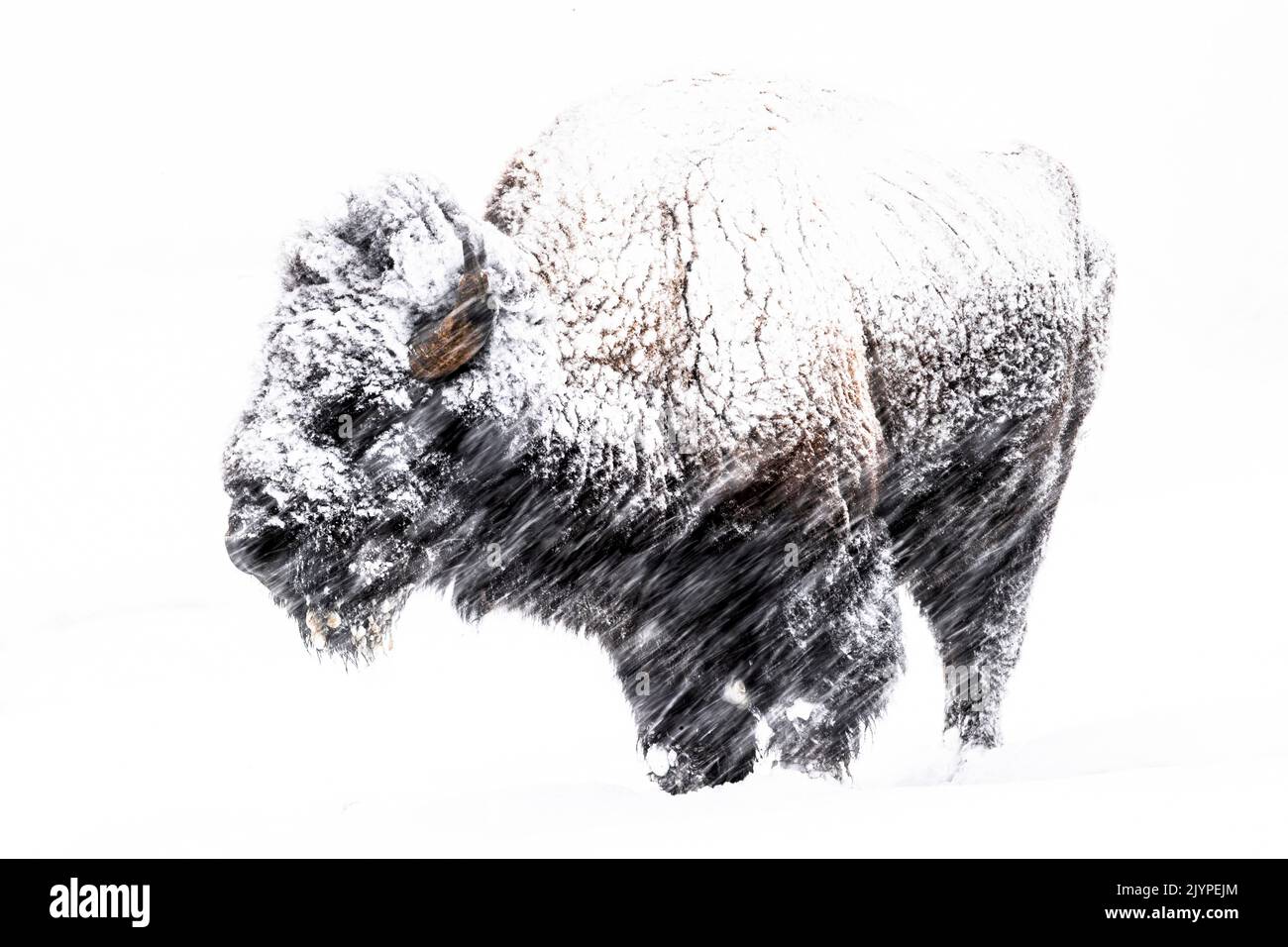 American Bison (Bison bison) in snow in winter, Yellowstone National ...