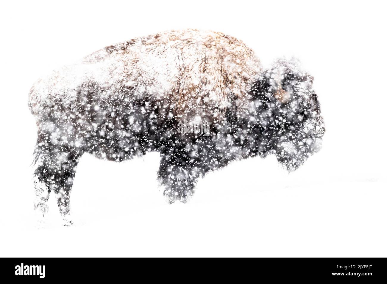 American Bison (Bison bison) in snow in winter, Yellowstone National ...