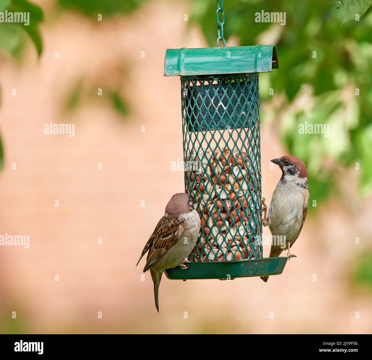 Sparrows are a family of small passerine birds, Passeridae. They are ...