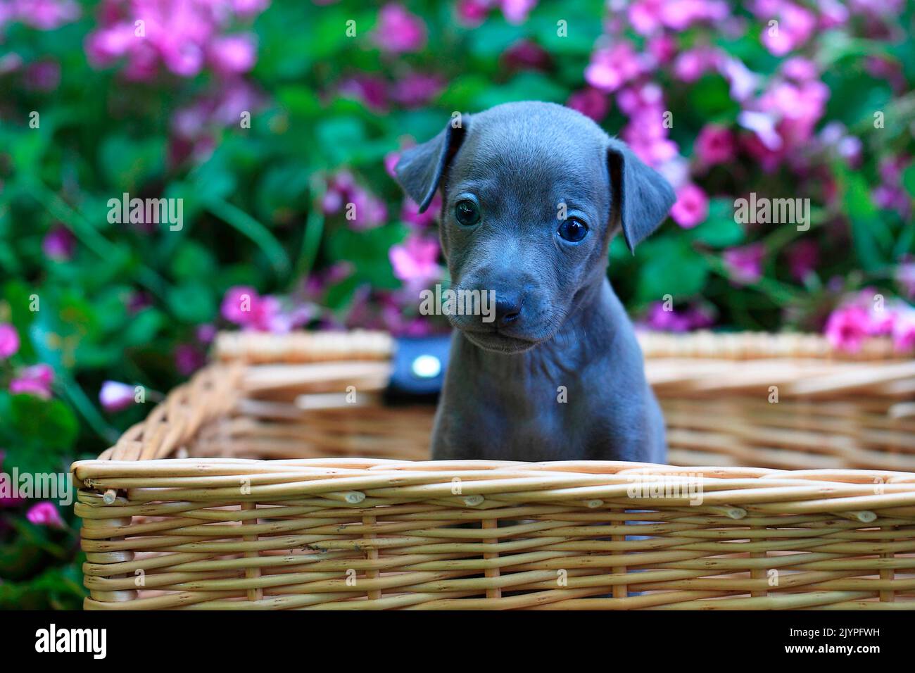 italian greyhound puppy sitting in a wicker basket in a garden Stock ...