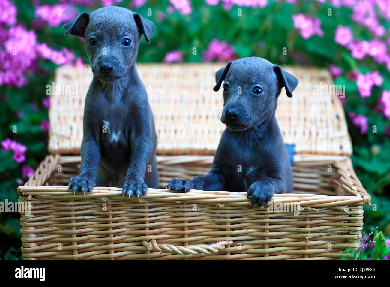 Italian greyhound hi-res stock photography and images - Alamy