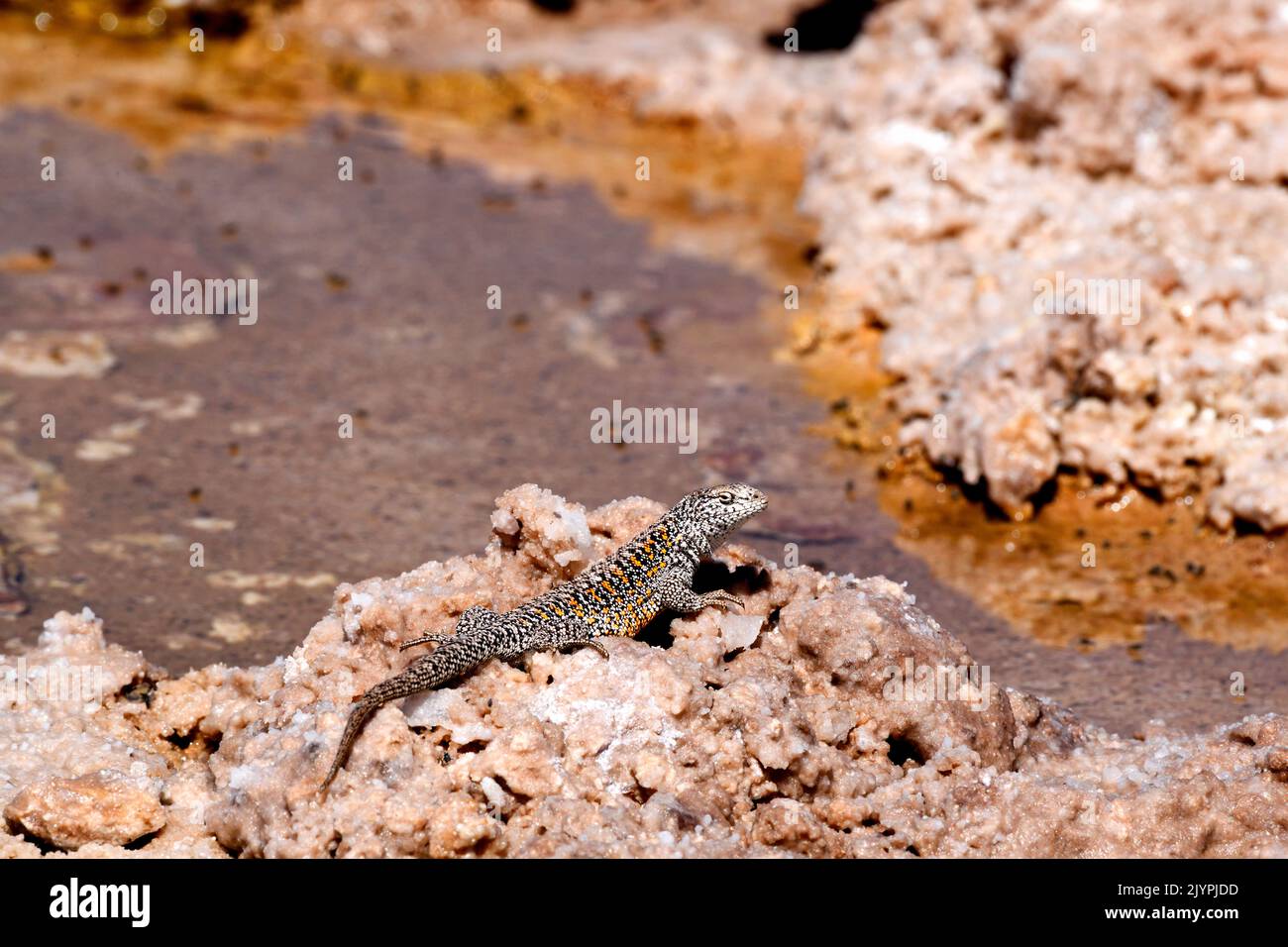 Saline zones hi-res stock photography and images - Alamy