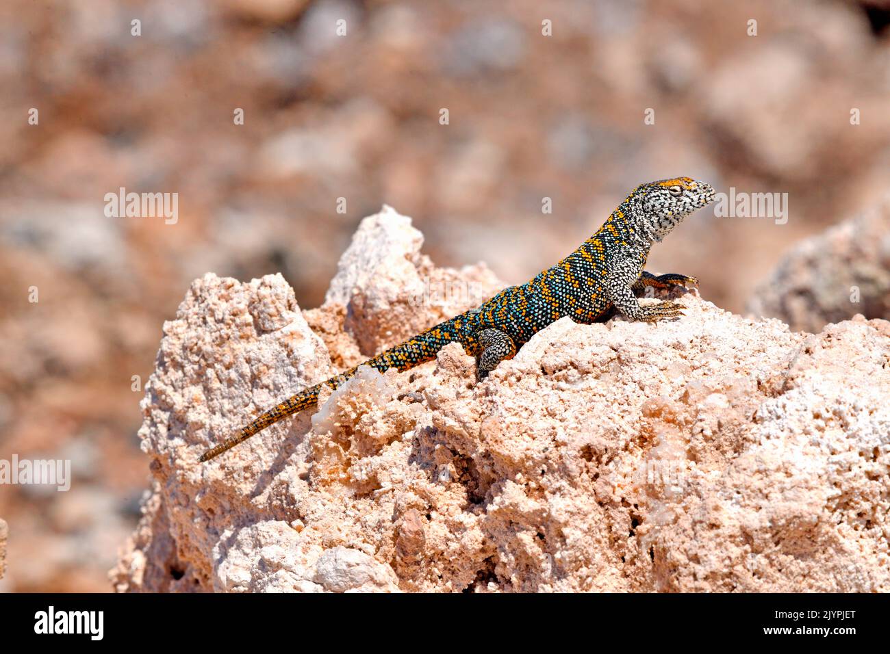 Fabian's lizard (Liolaemus fabiani), Atacama desert, Endemic ...