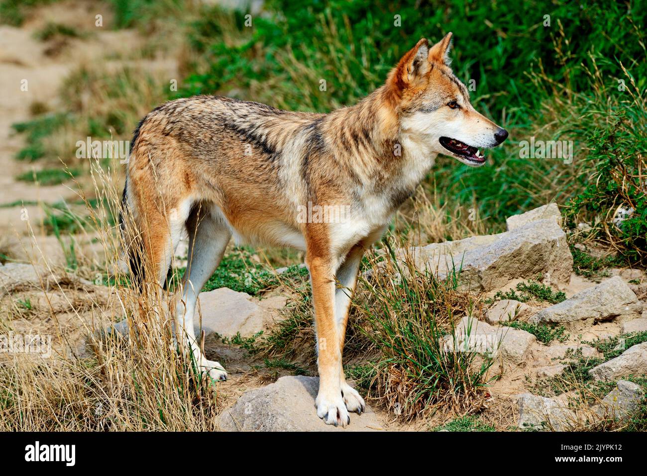 Tundra wolf (Canis lupus albus), Eurasian tundras from Finland to ...