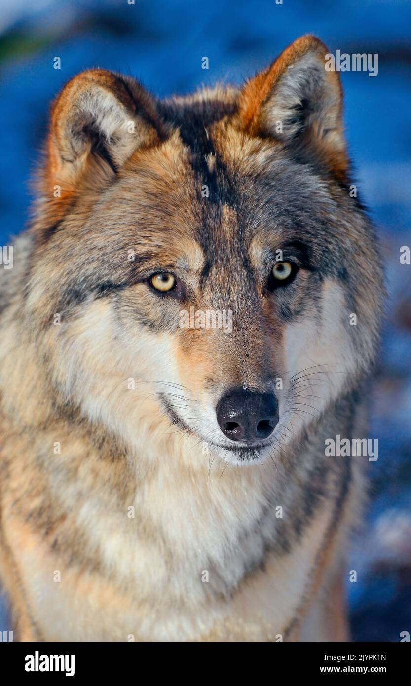 Portrait of Tundra wolf (Canis lupus albus), Eurasian tundras ...